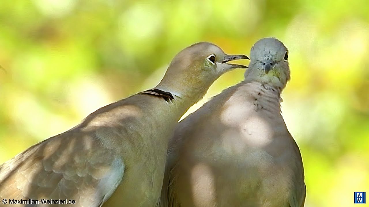 Lovebirds cleaning each other. Pigeons Cleaning Day. Eurasian collared ...