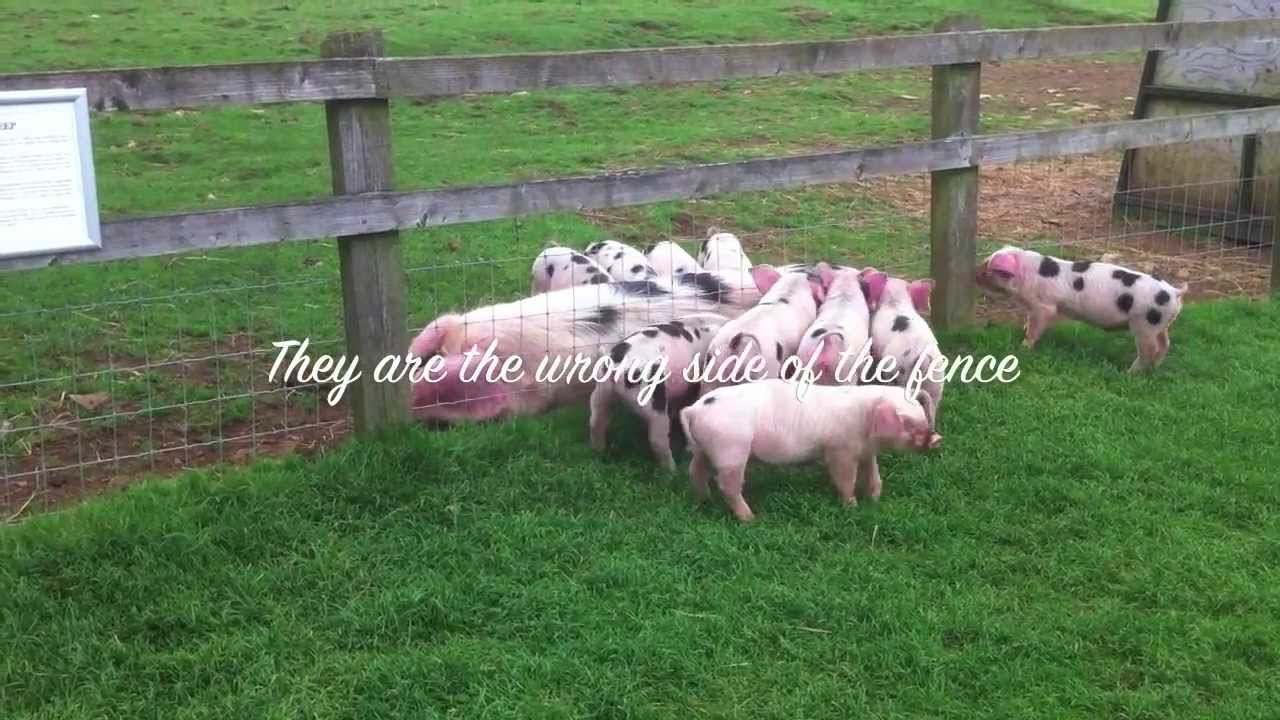 Piglet Escape! - YouTube