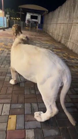 الاسد يشع بياض بعد السباحة #hyenas #animals #hyena - YouTube