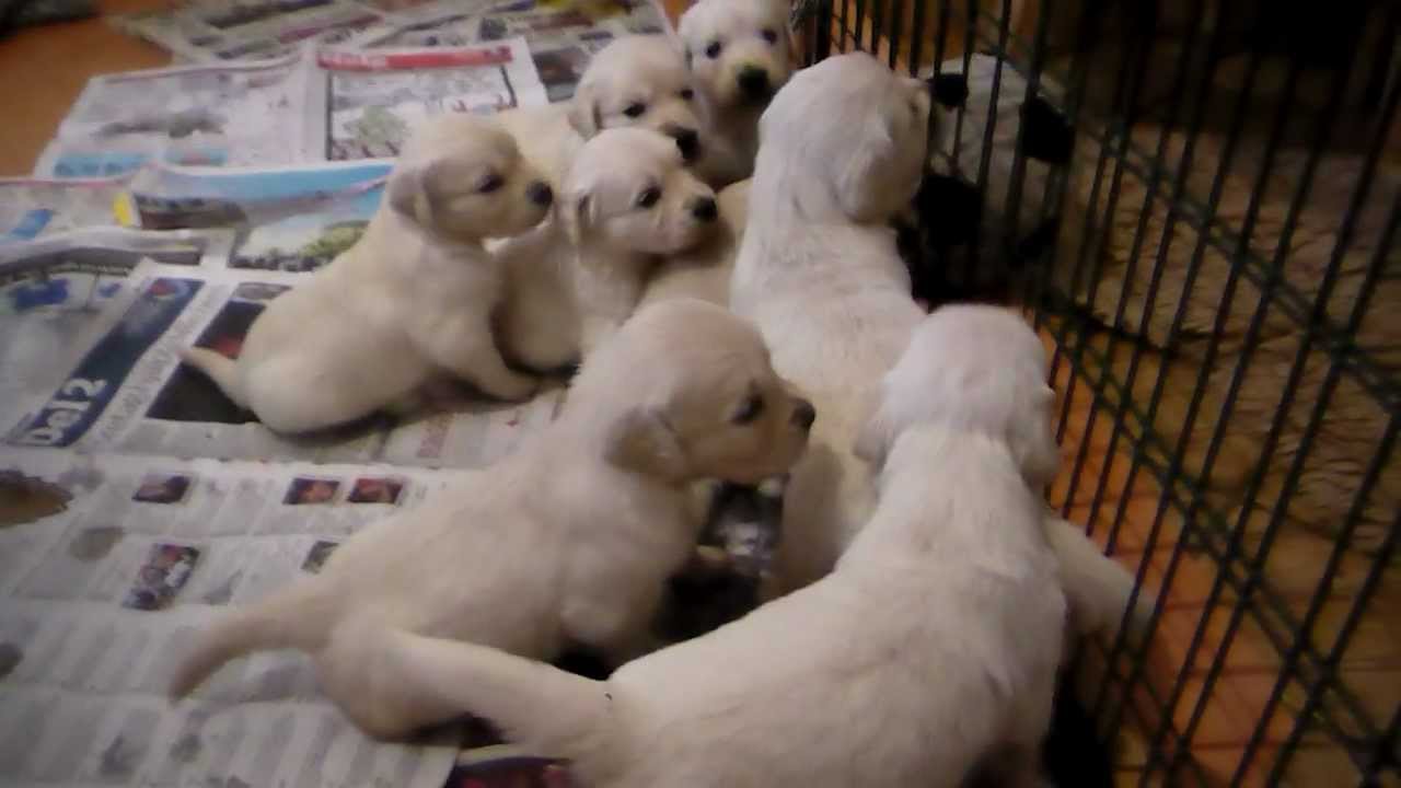 Goldvision Ansis valpar 4 veckor gamla - YouTube