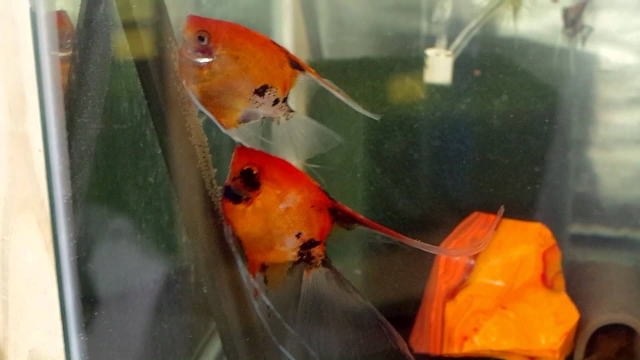 Koi Angelfish Breeding Pair 2006 - YouTube