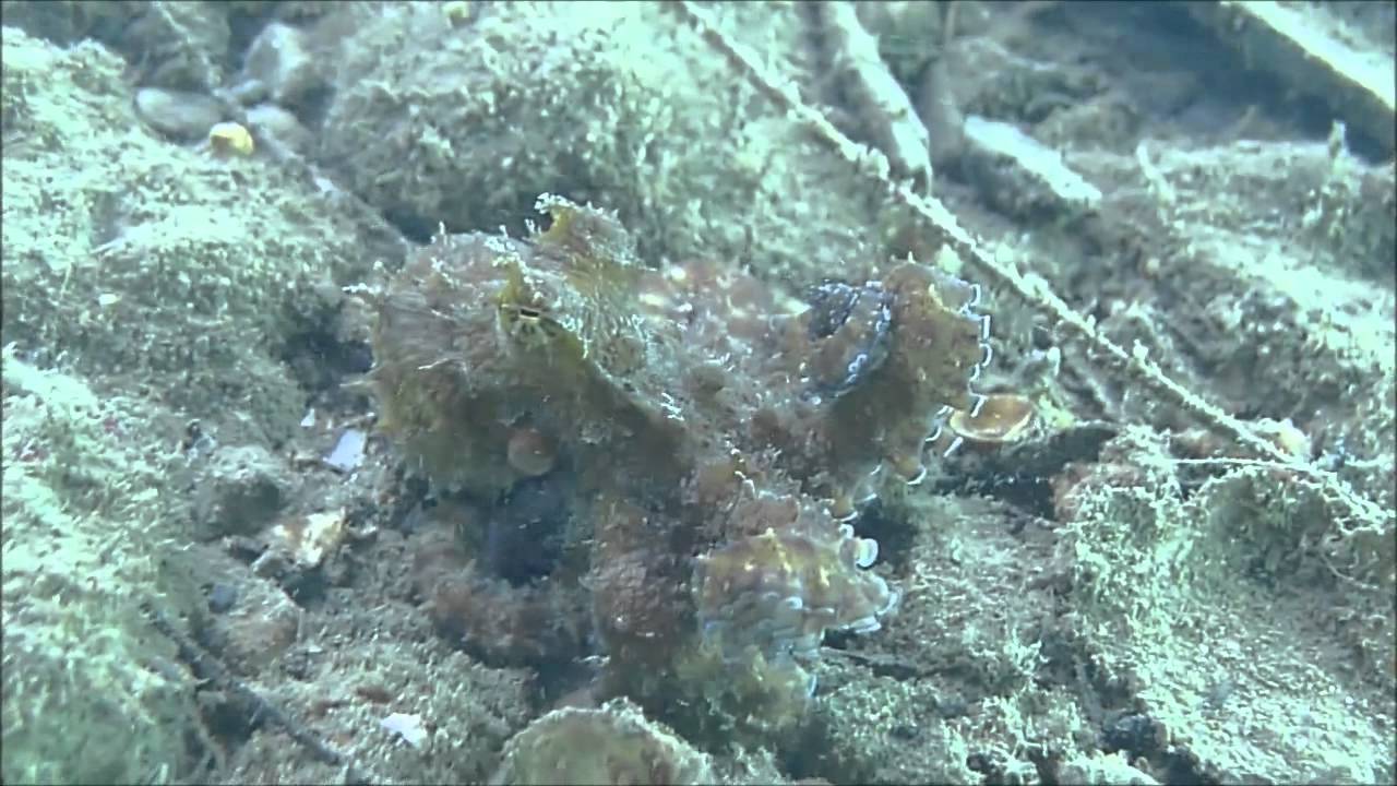 Octopus on the Run! - YouTube