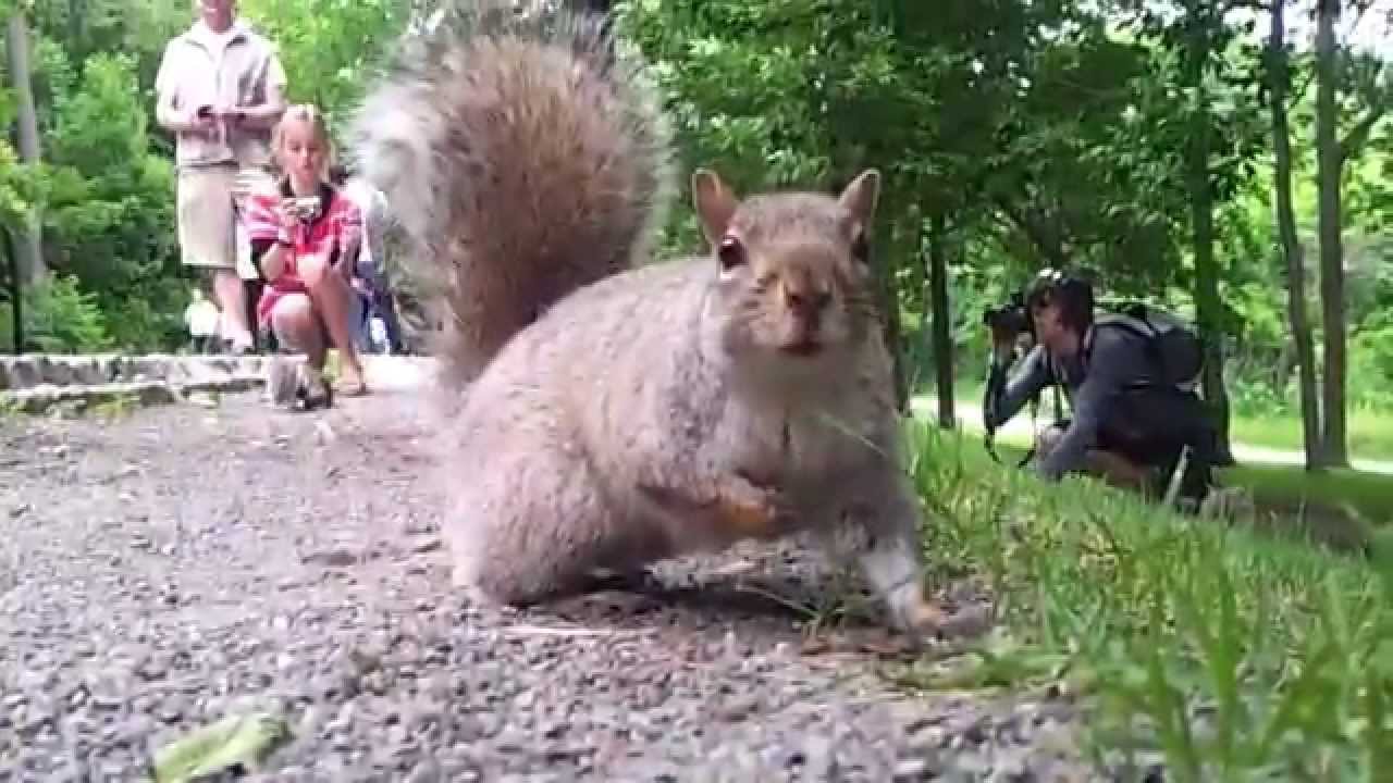 Écureuil de Montréal - Montreal Squirrel - Parc Mont-Royal - YouTube