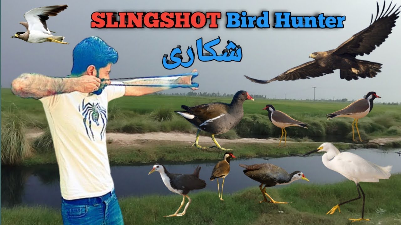 hunting perfect kill with slingshot | غلیل سے زبردست نشانہ | #slingshot ...