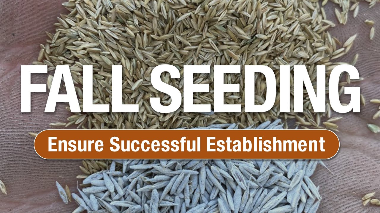 2 Minute Turf Talk - Fall Seeding - YouTube