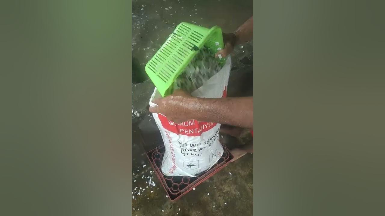 Proses Penggilingan Pvc Pralon Harus Bersih Dari Bahan Laen Youtube