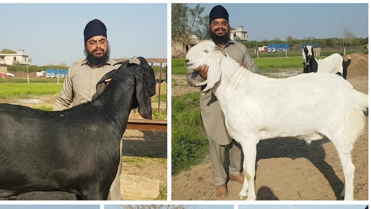 India's Biggest Punjabi Goats | Vishu Bhai Ke Bakre. - YouTube