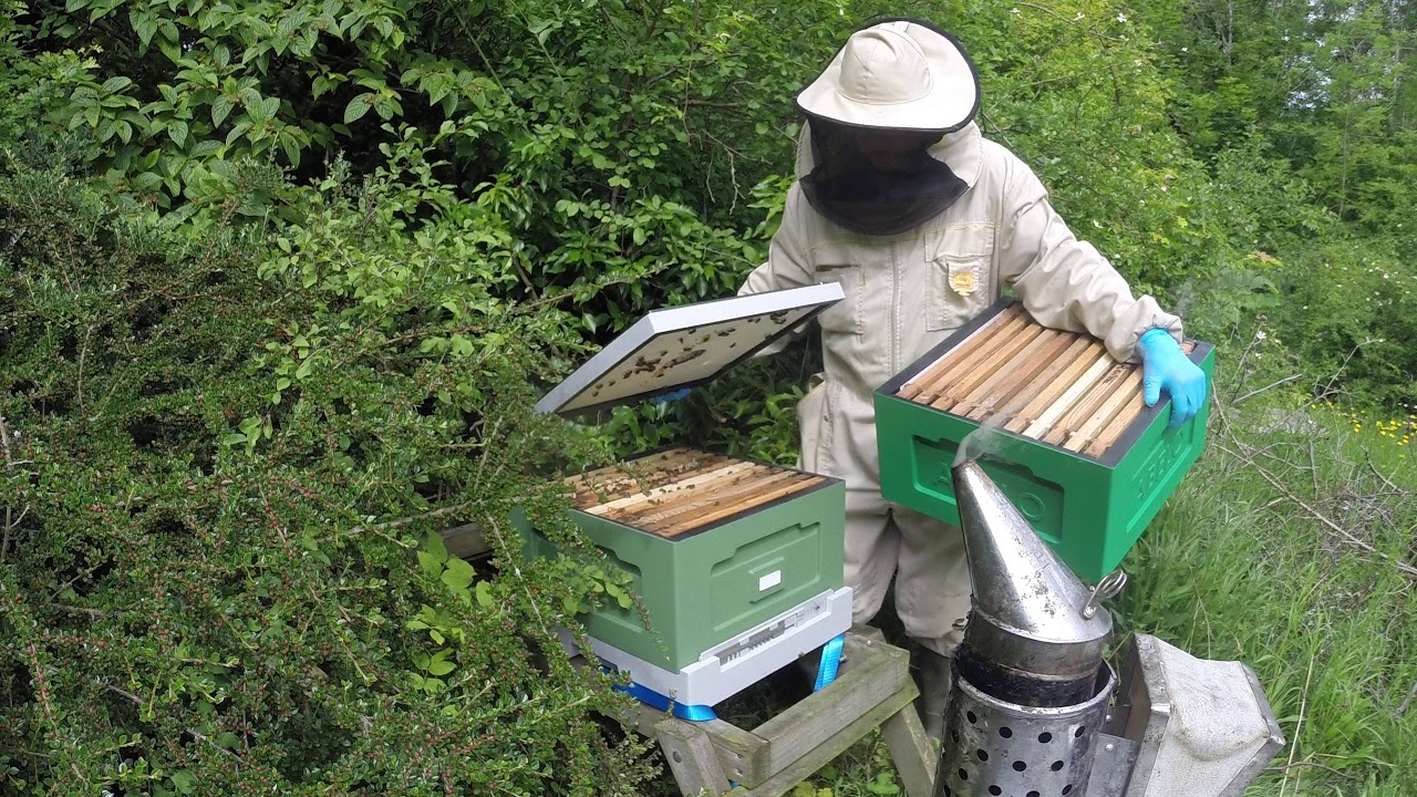 Adding a second brood box to swarm taken on the 22 May ...the swarm on ...