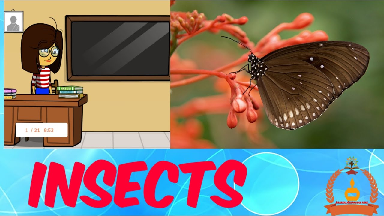 INSECTS FOR KIDS - YouTube
