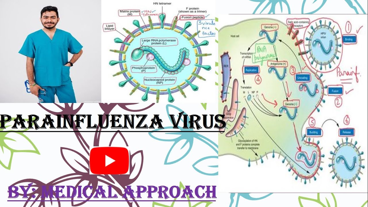 Parainfluenza Virus | Virology | Microbiology - YouTube