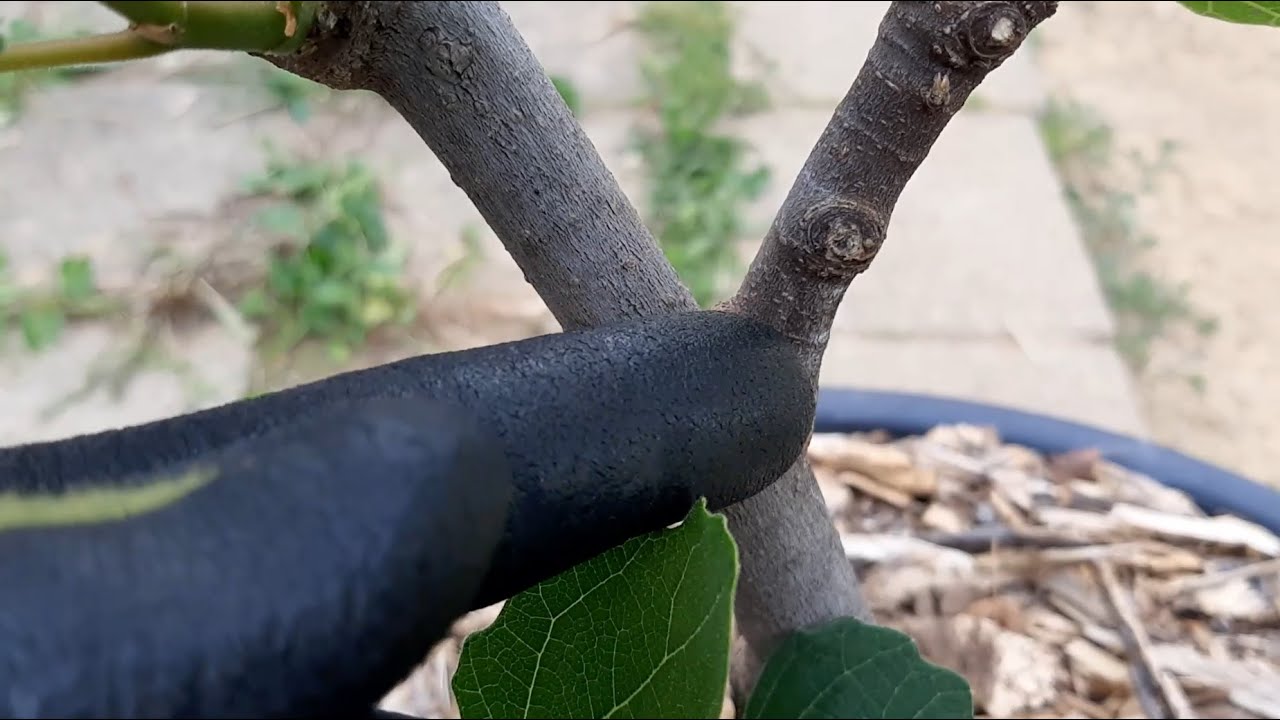 The importance of shaping young fruit trees early - YouTube