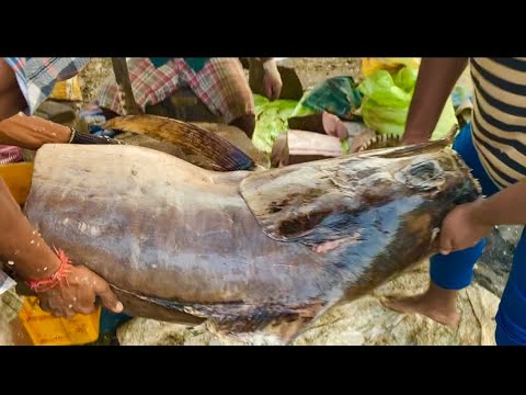 MONSTER MASSIVE KOLA FISH CUTTING IN INDIAN FISH MARKET/KF FISH CUTS ...