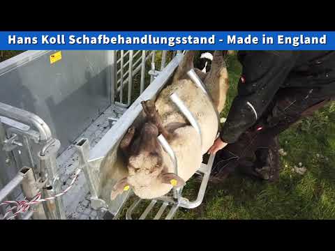 Hans Koll Schafbehandlungsstand - stressfrei für Mensch und Tier