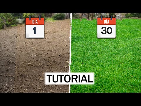 ¿Cómo sembrar un césped? TUTORIAL PARA PRINCIPIANTES + ERRORES a evitar!!
