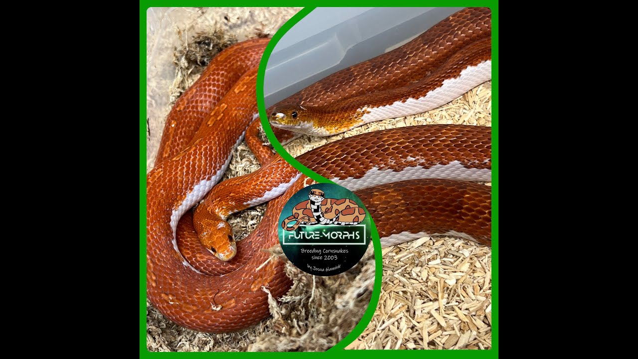 Fire Pied Sided Corn Snake
