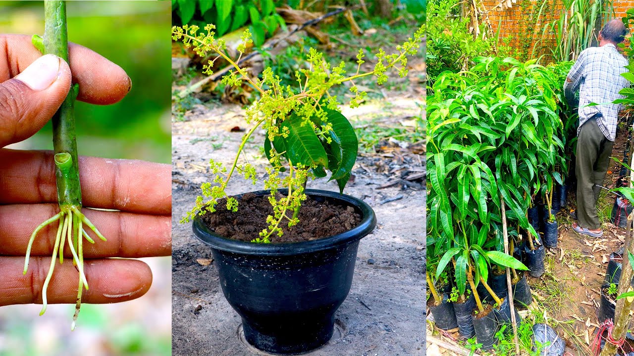 Creative Idea How To Propagate mango tree| Amazing Mango grafting ...