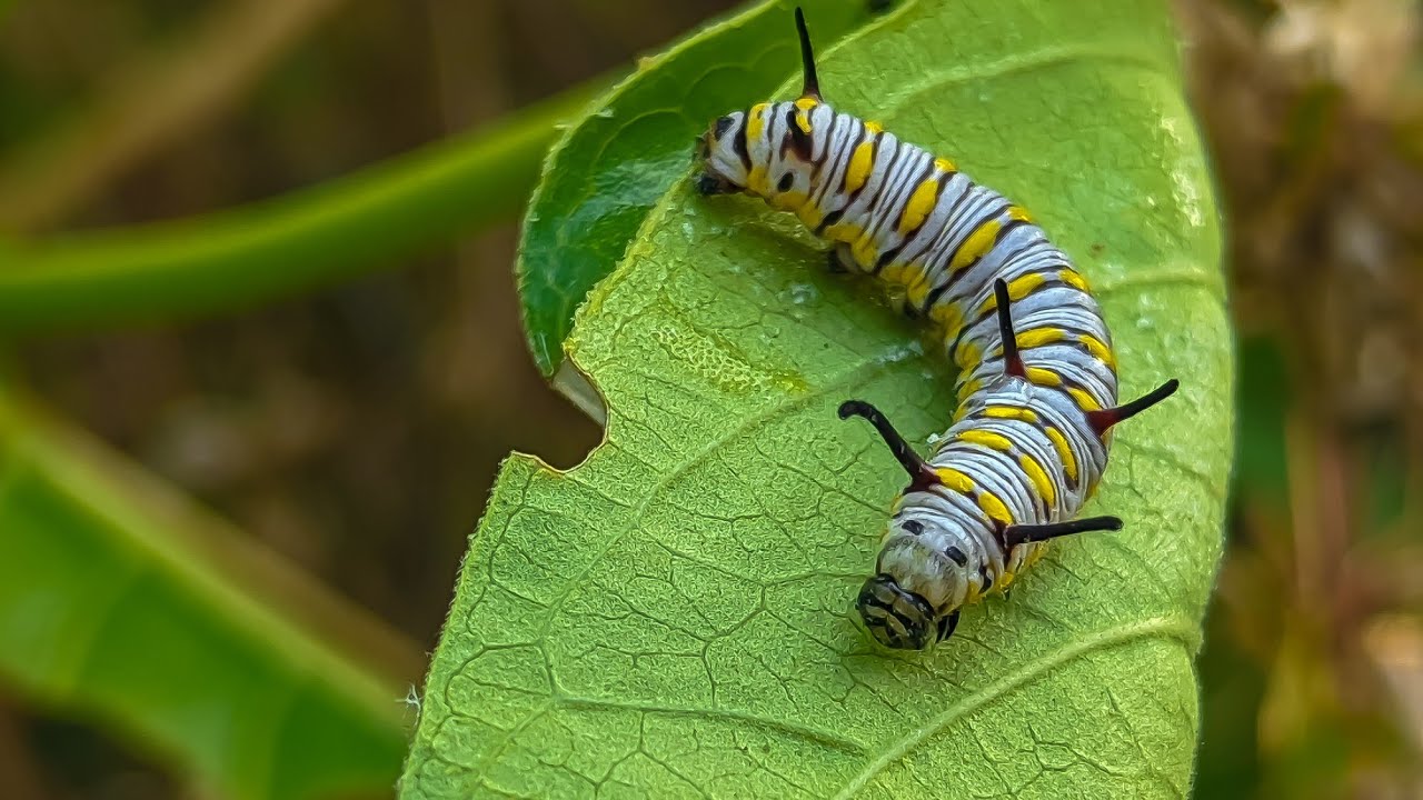 Pseudosphinx _ FRANGIPANI HORNWORM _ rasta caterpillar poisonous _ 4k ...