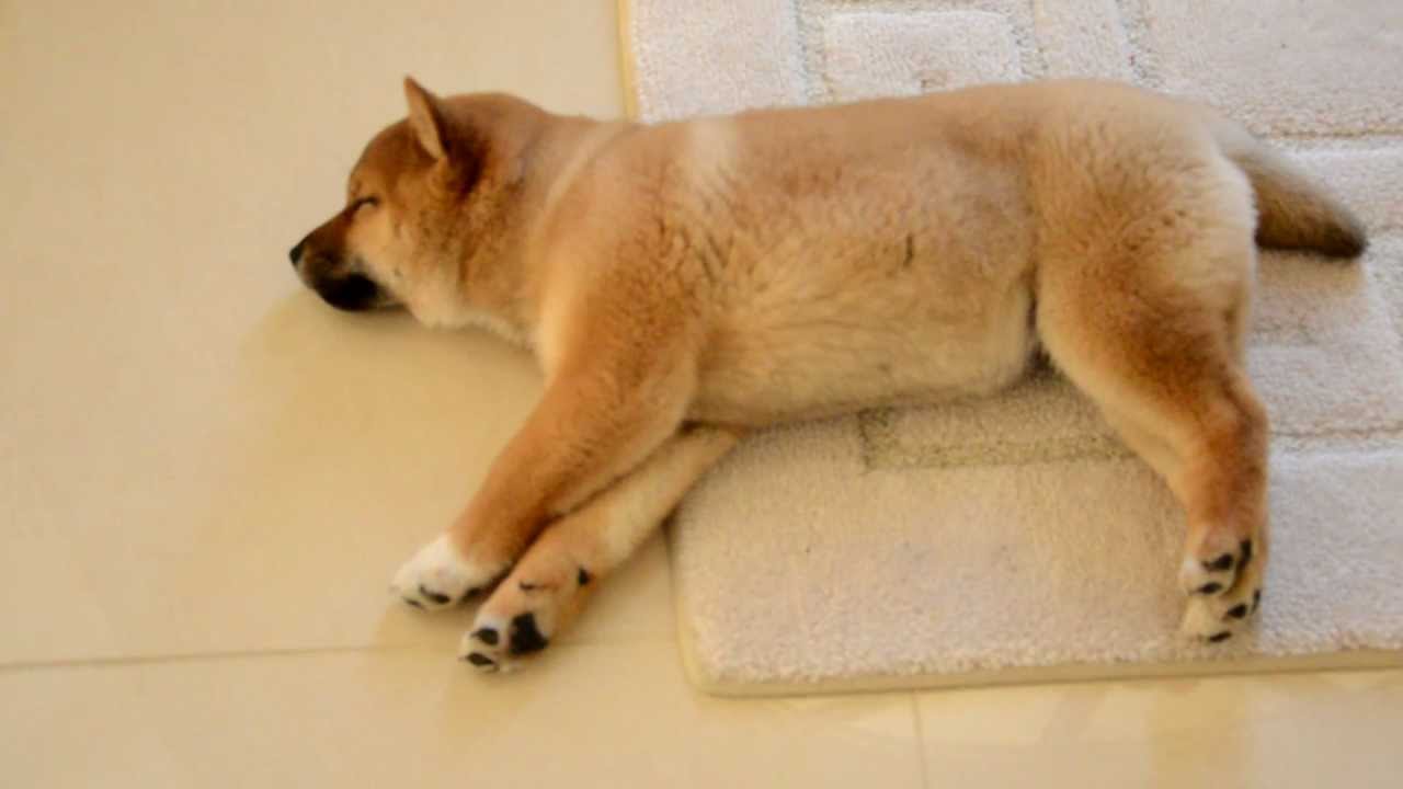 Shiba Inu sleeping - YouTube