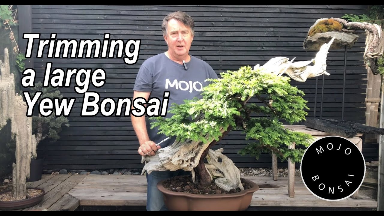 Trimming a Large Yew Bonsai - YouTube