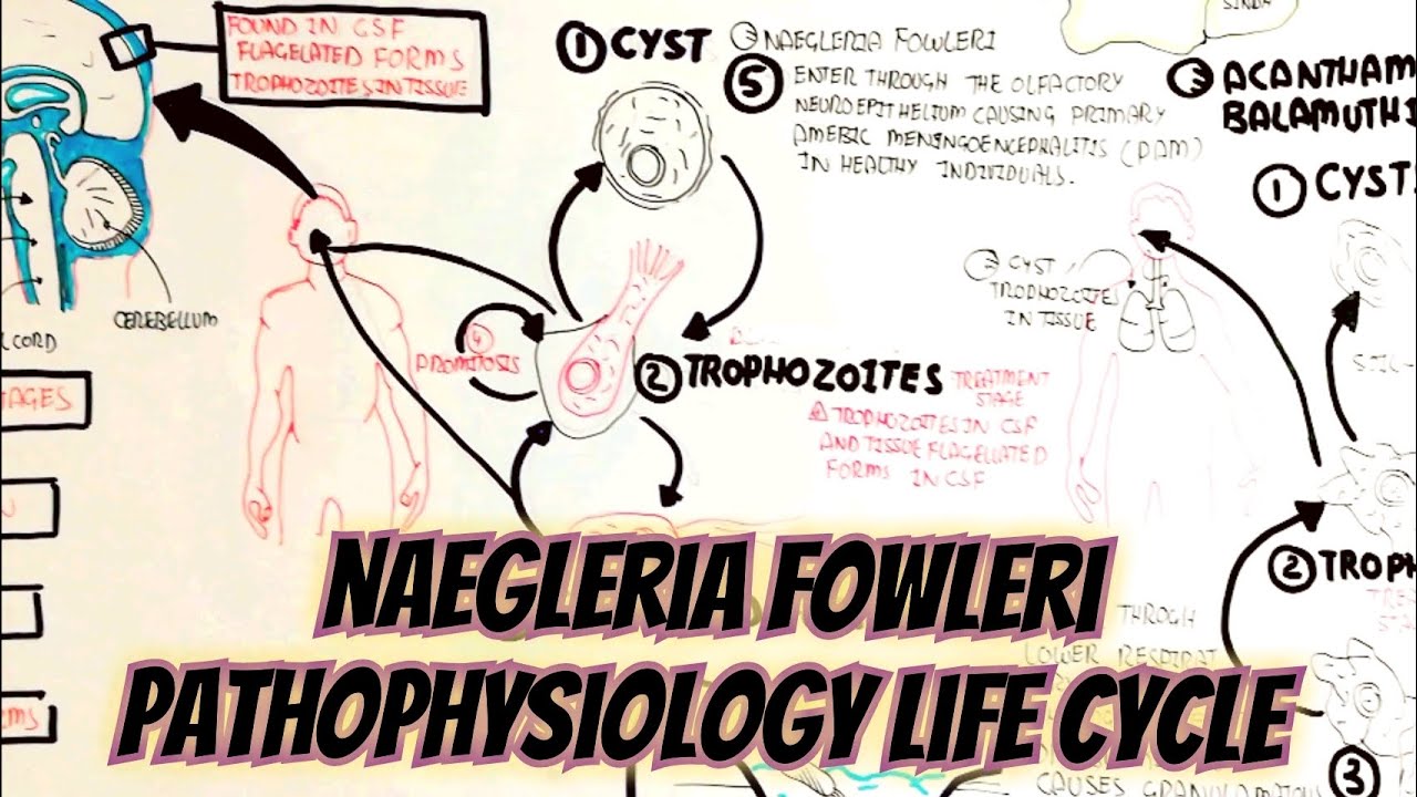 Naegleria Fowleri(Cycle)Infection In Karachi''How Infection In Brain ...