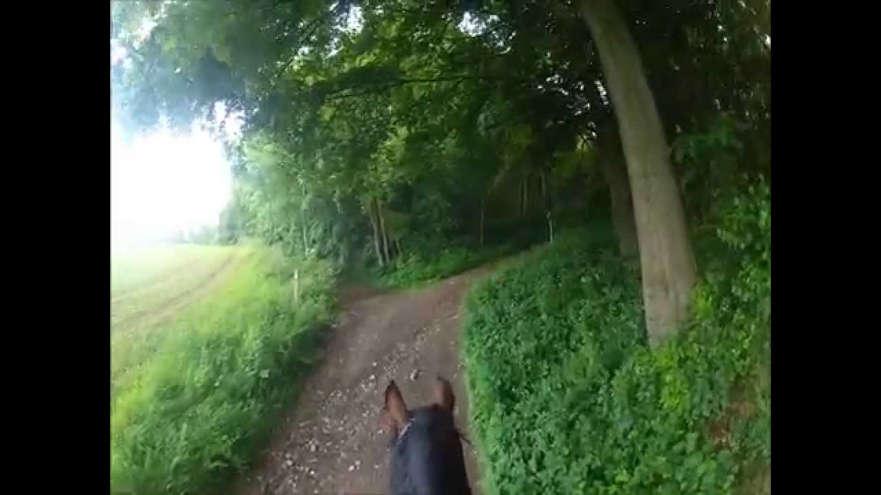 Horse GoPro (1) - YouTube