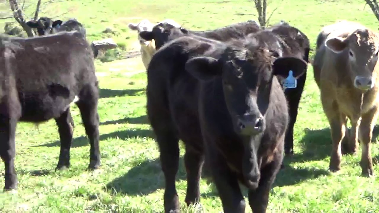 65 Steers Arab Livestock Market - YouTube