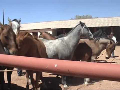 Gate to Plate Tour- 2010 - Bell Ranch - YouTube
