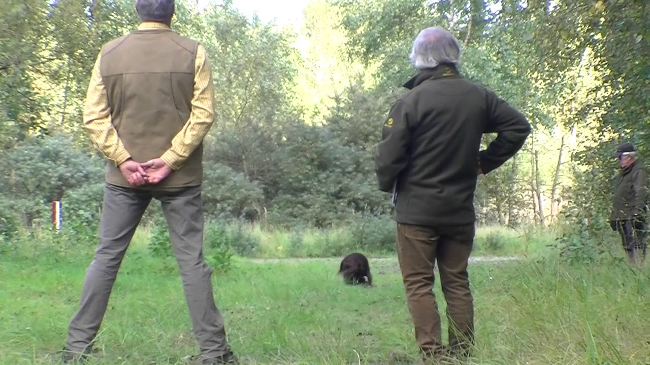 Devon SJP KNJV B Diploma - YouTube