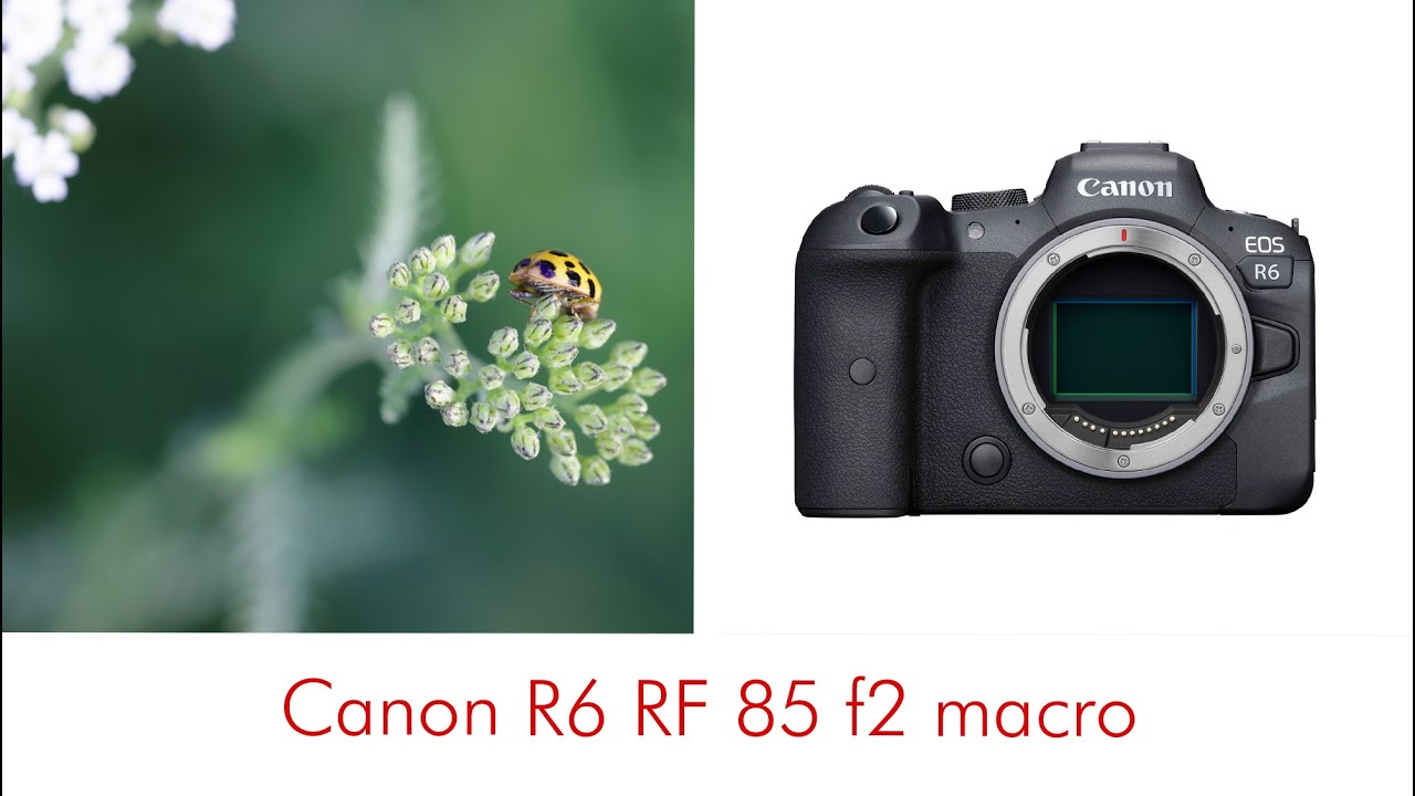 Canon R6 Rf85 f2 - YouTube