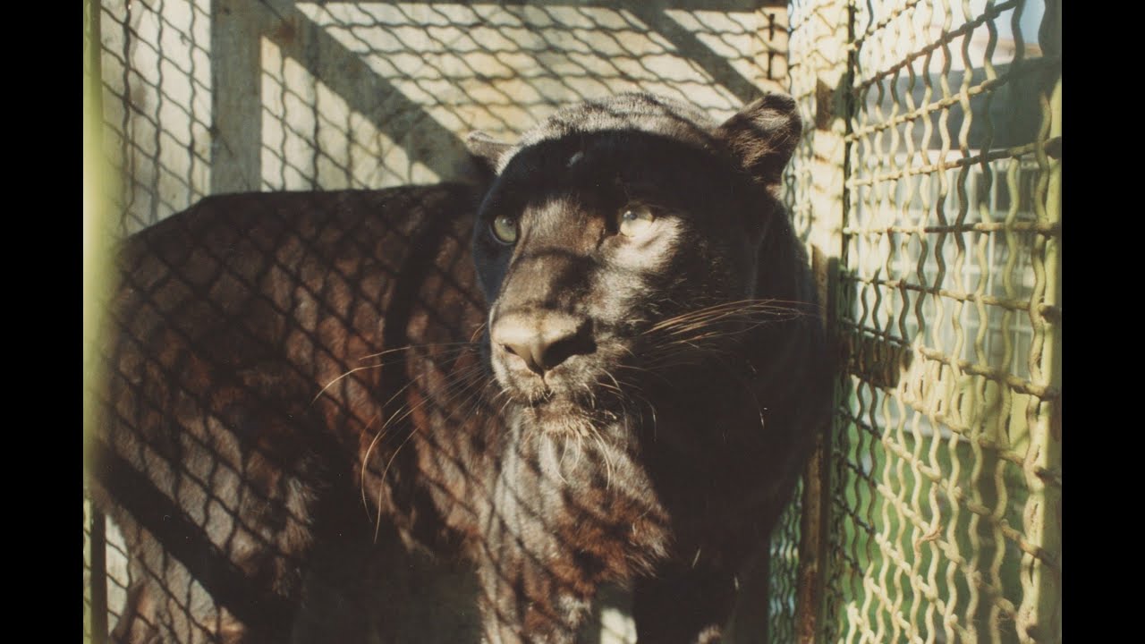 BELVA NERA - (Black Beast) - YouTube