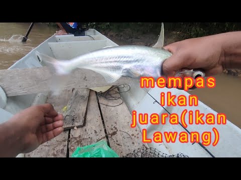 teknik mempas ikan Lawang(ikan juara) - YouTube