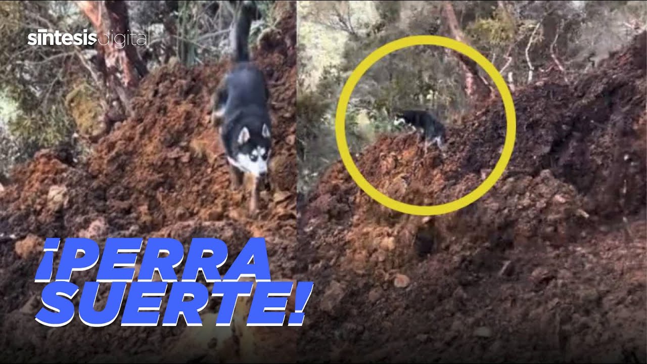 Perro queda atrapado en deslave de cerro… ¡Y sobrevive! - YouTube