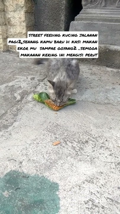 street feeding kucing jalanan pagi2#cat#jalanan# - YouTube