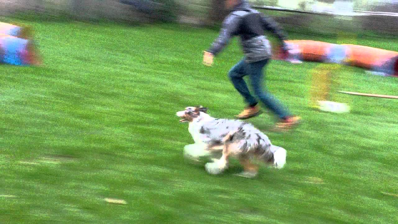 Australian Shepherd Agility training - YouTube