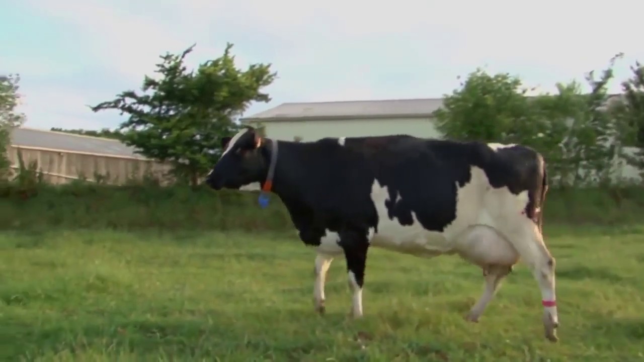 Unity (2015) Cow & Calf - YouTube