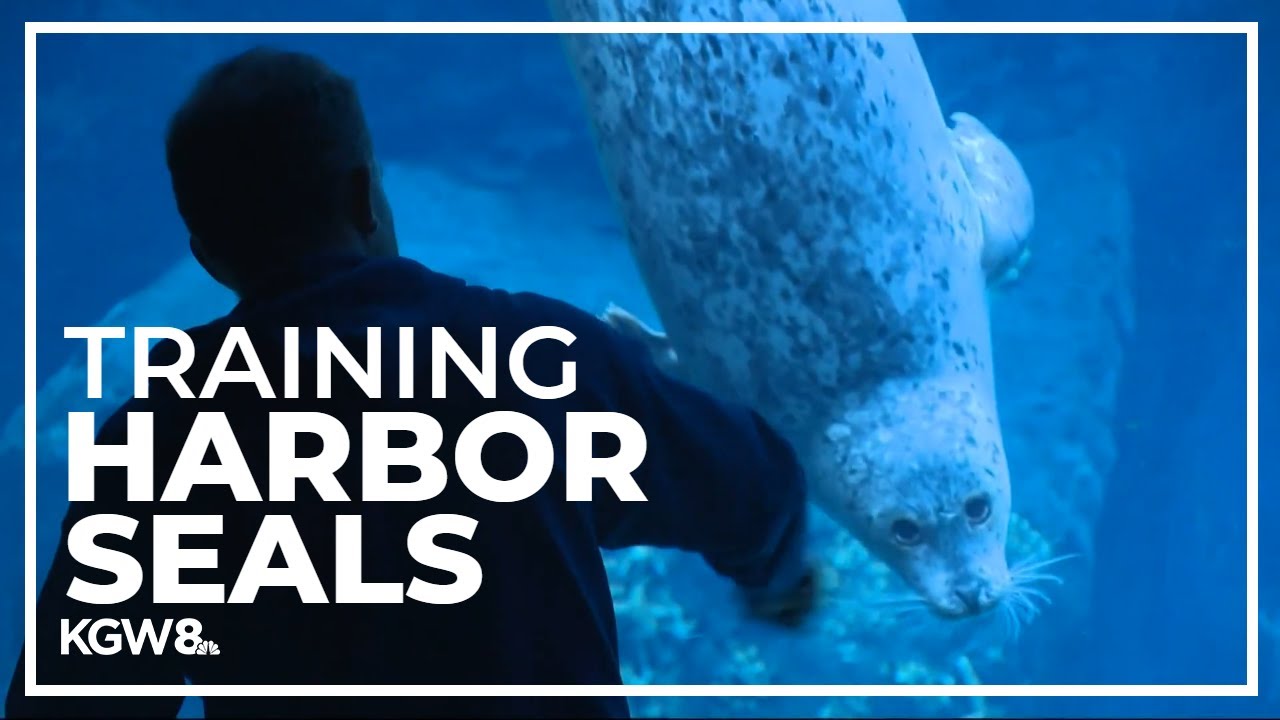 Training harbor seals at the Oregon Zoo - YouTube