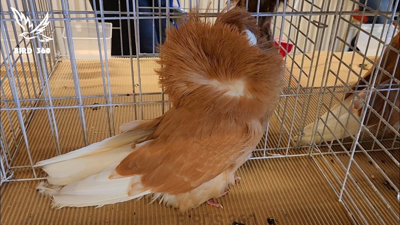 Jacobins Fancy Pigeons Birds The Ramsey Loft — The Jacobin