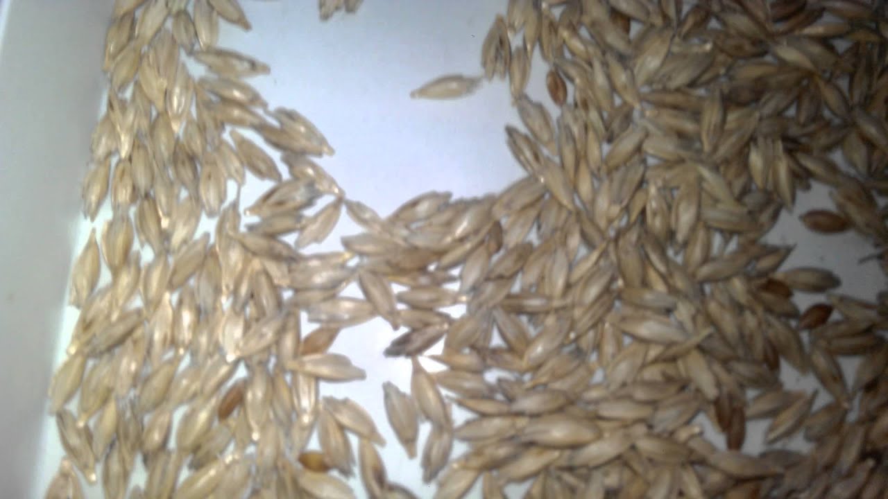 Einkorn ancient wheat with sheaths remaining - YouTube