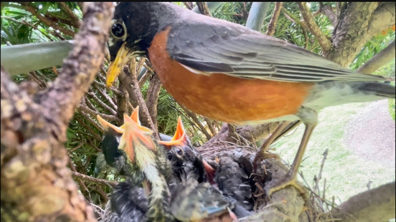 Robin Mother Feeding Babies in Nest & Eating Their Babies’ Poop| Tình ...