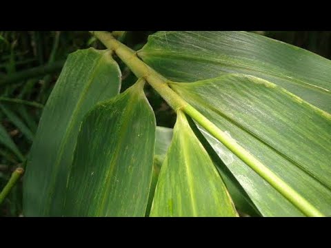 NJẸ E MON WIPE EWÉ ỌPARUN (BAMBOO LEAVE) PẸLU ABÉRÉ LE ṢE ITỌJU ÀÌSÀN ...