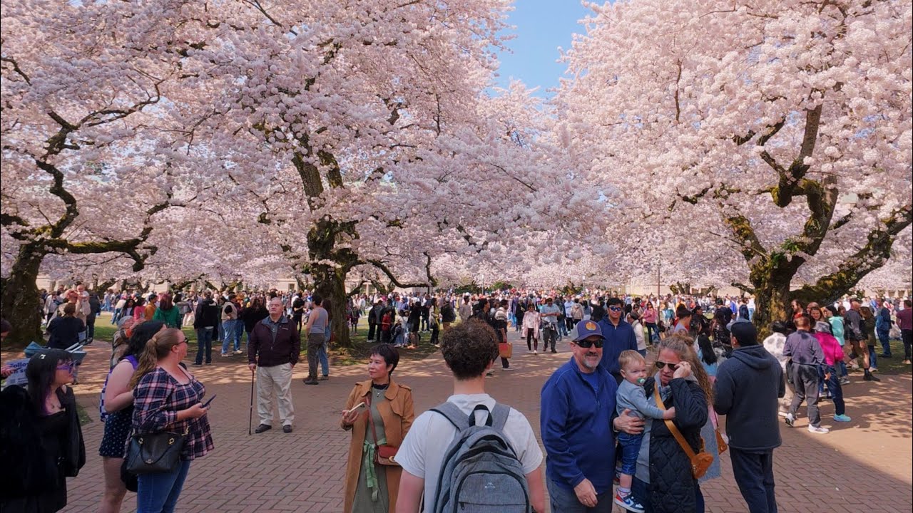 University of Washington Cherry Blossoms - YouTube