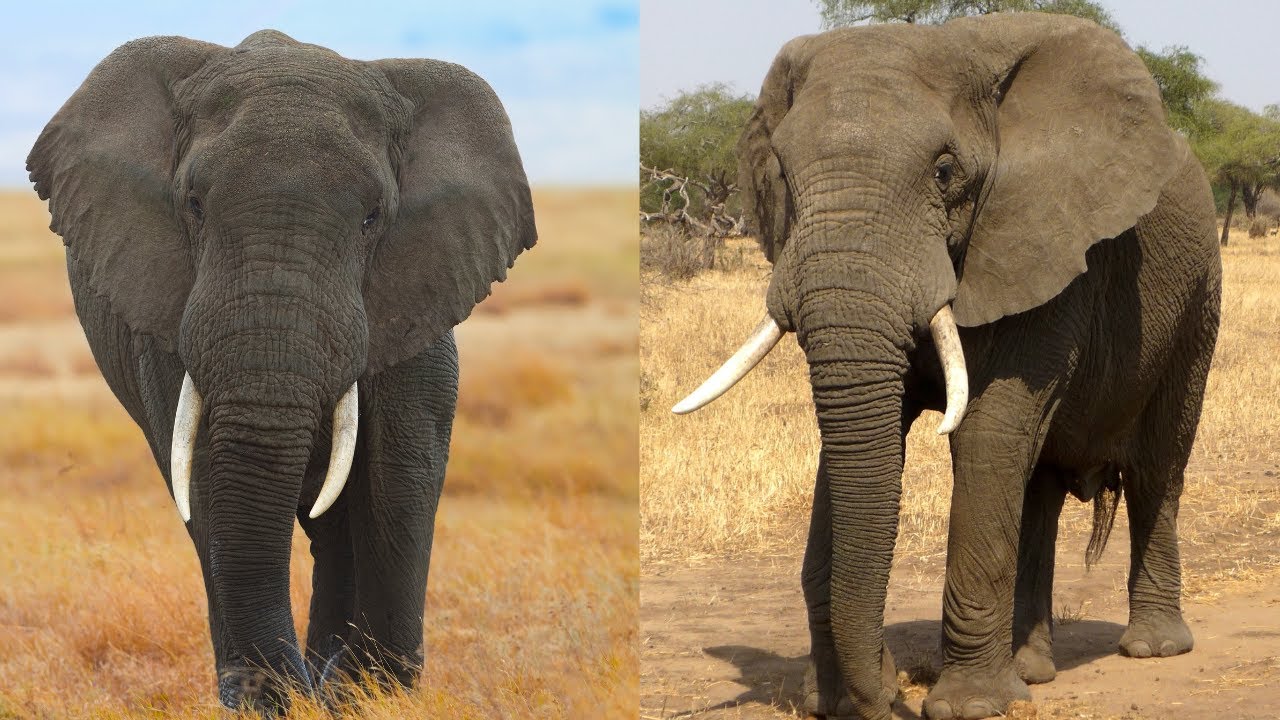 Pictures Of African Bush Elephants