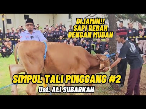 SIMPUL TALI PINGGANG #2 | STOP MENYAKITI SAPI QURBAN | UST ALI SUBARKAH ...