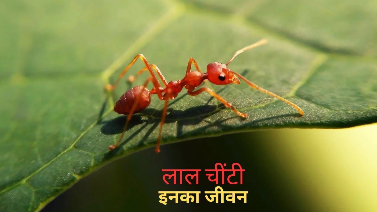 लाल चिंटी | Mata Chiti | Lal Chiti Ki Chatni #ants #jharkhand # ...