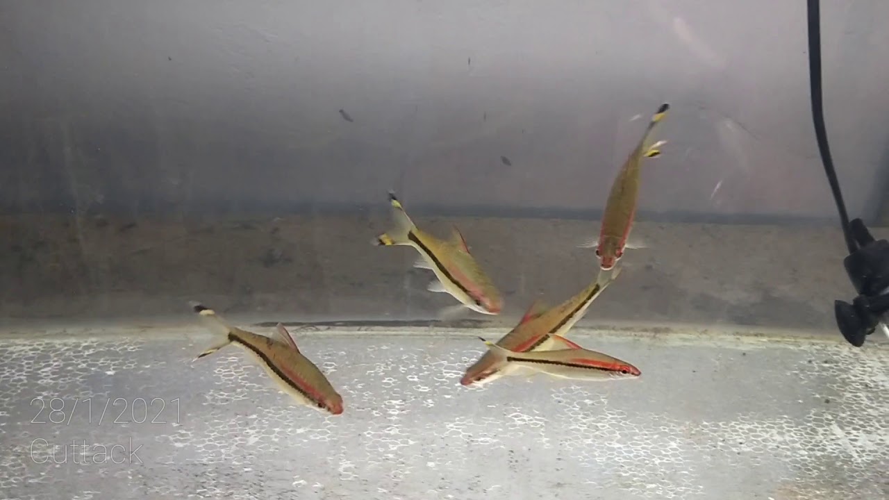 Danisoni Barb fish - YouTube