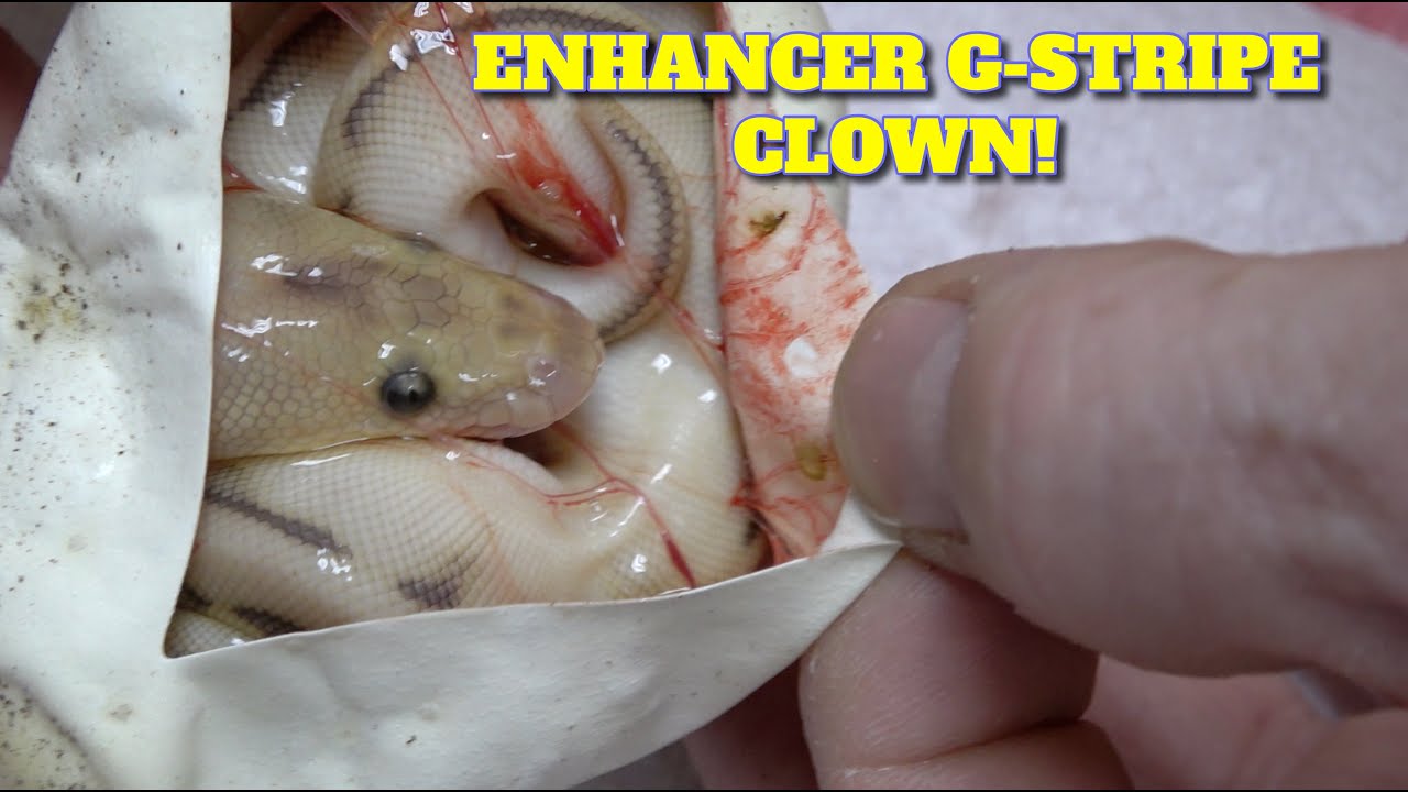 We Hit An Enhancer G-Stripe Clown! - YouTube