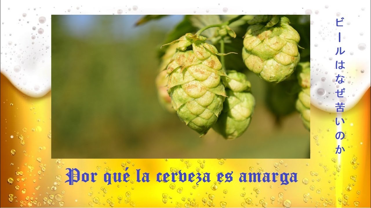 ¿Por qué la cerveza es amarga? Explicación química - YouTube