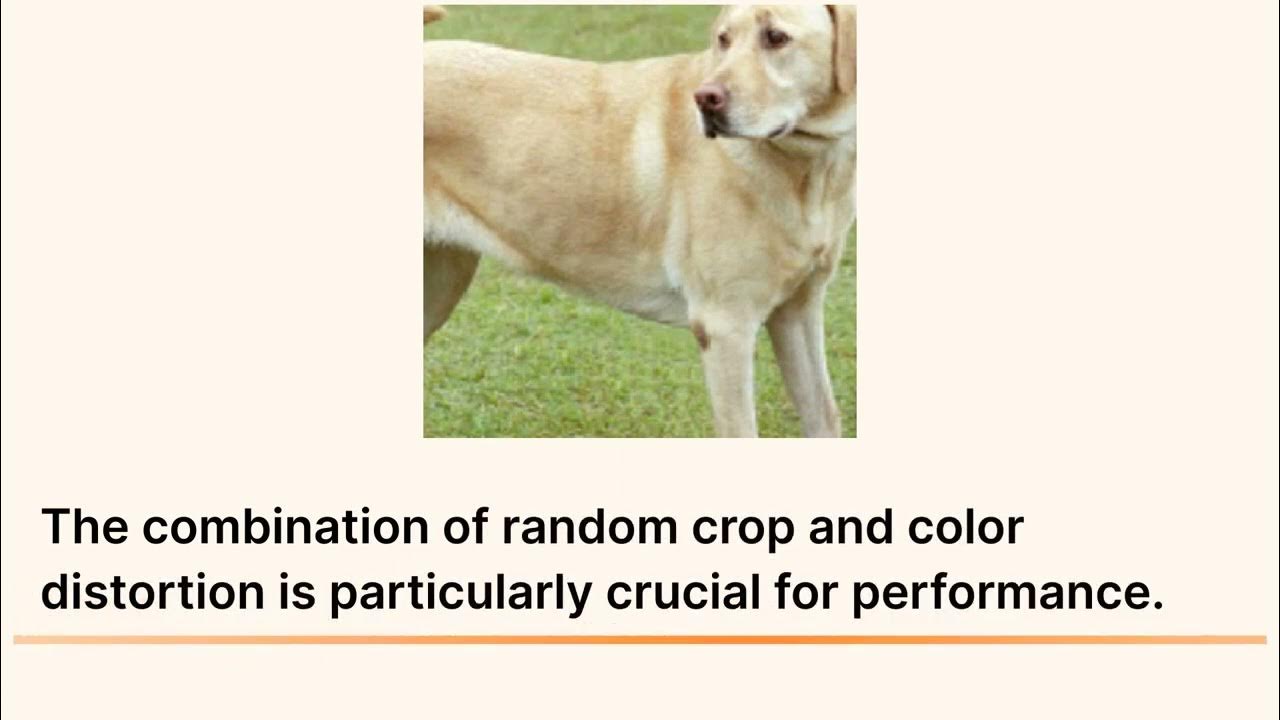 Discovering SimCLR: A New Era in Contrastive Learning - YouTube