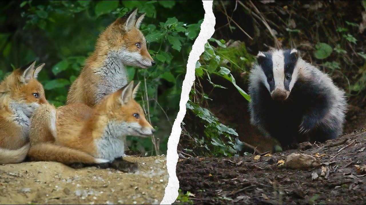 ZA KOPČEKOM - Líška a Jazvec ČASŤ 09 / 2024 - YouTube