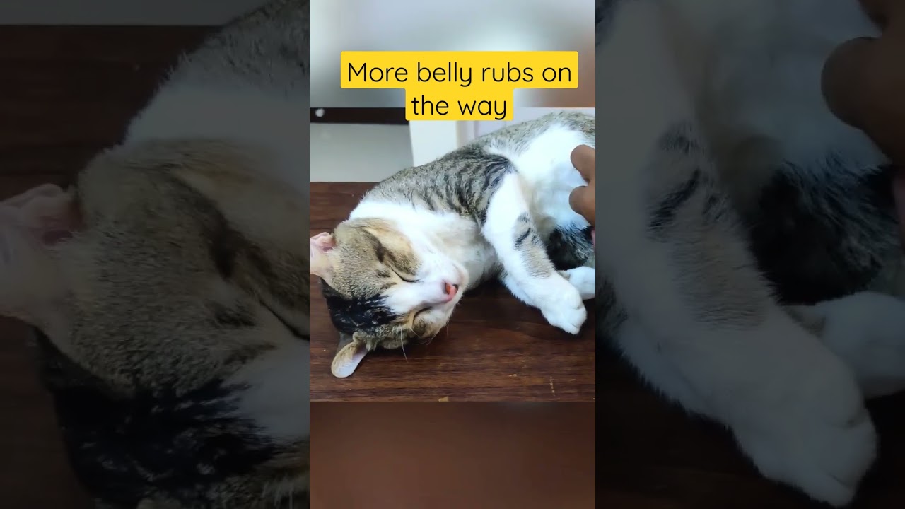 More belly rubs to my cat #catvideos #shorts #viral #trending - YouTube
